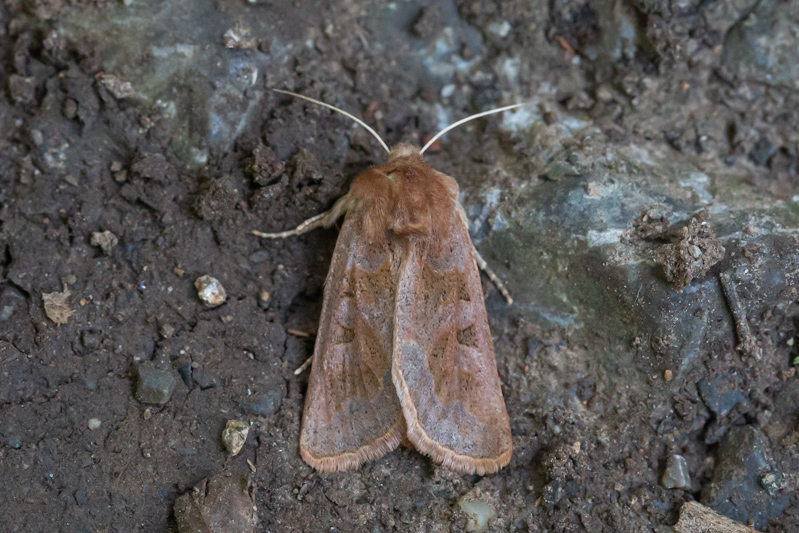 OurAnimals | Episema glaucina