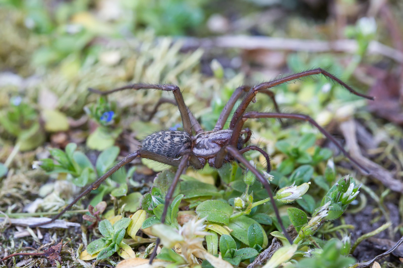 OurAnimals | Eratigena atrica / Common house spider