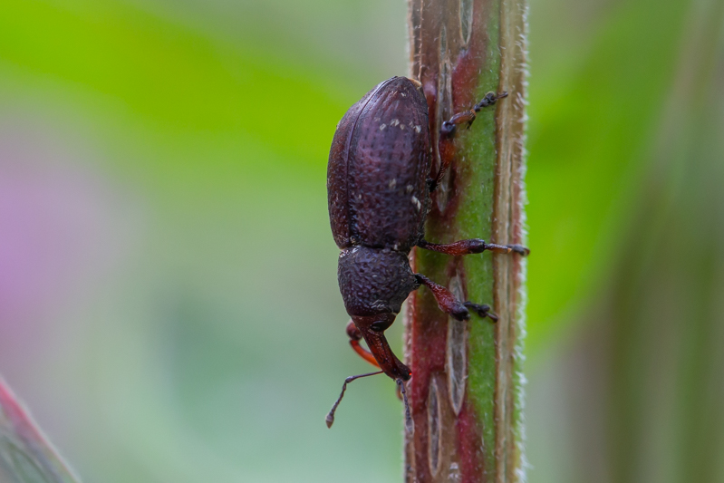 OurAnimals | Hylobius transversovittatus