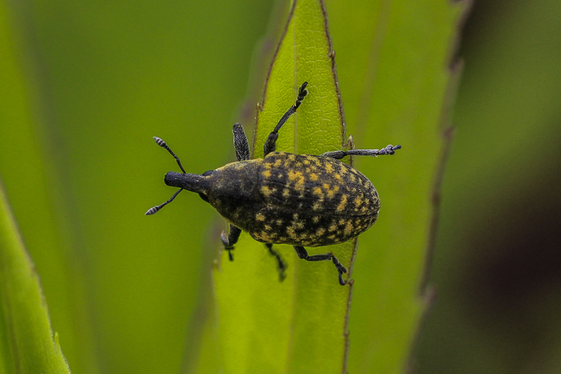 OurAnimals | Larinus planus / Canada thistle bud weevil