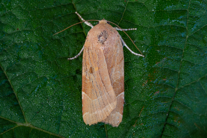 OurAnimals | Noctua fimbriata / Broad-bordered yellow underwing