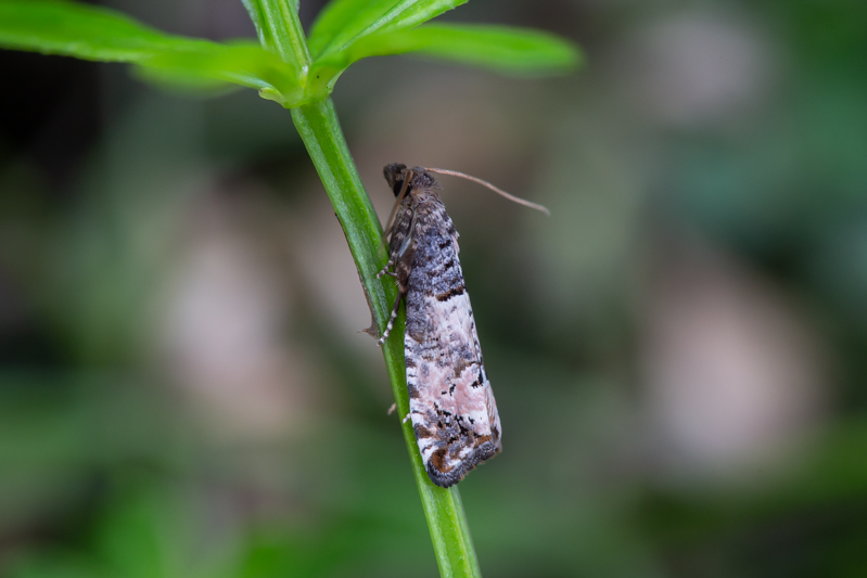 OurAnimals | Notocelia incarnatana / Chalk rose bell