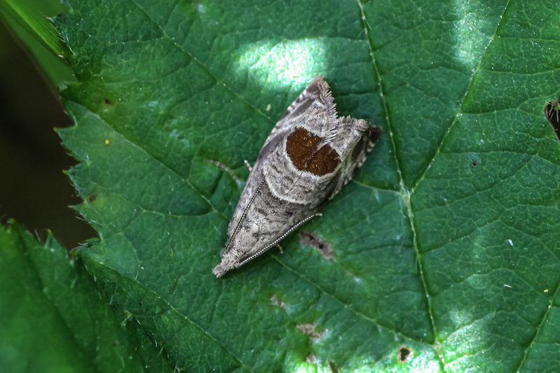 OurAnimals | Notocelia uddmanniana / Bramble shoot moth