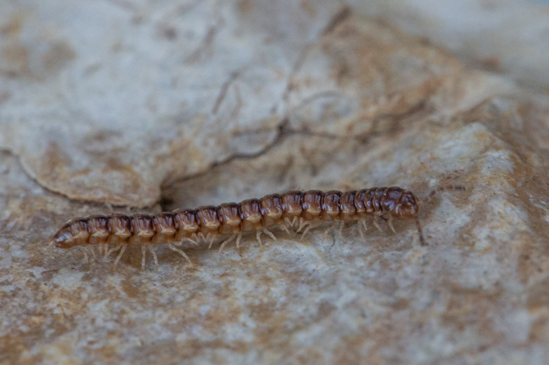 OurAnimals | Oxidus gracilis / Greenhouse millipede