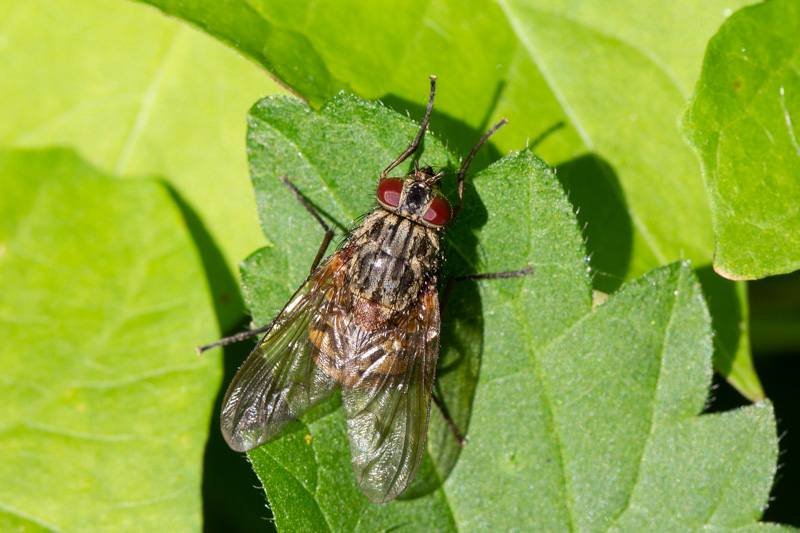 OurAnimals | Phaonia valida