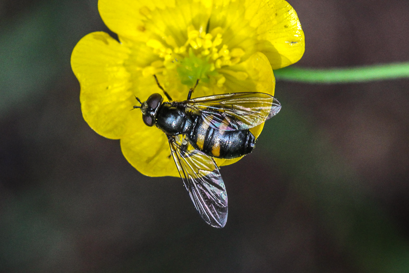 OurAnimals | Pipiza quadrimaculata / Four-spotted pipiza