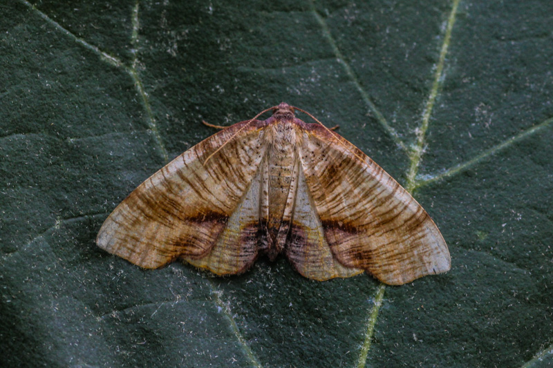 OurAnimals | Plagodis dolabraria / Scorched wing