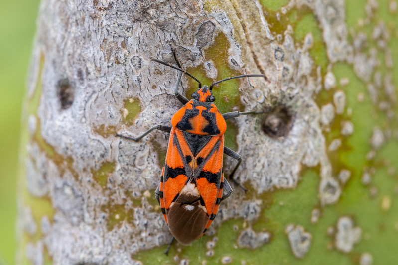 OurAnimals | Spilostethus pandurus pandurus