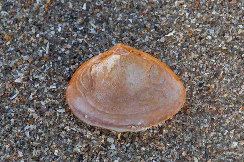 OurAnimals | Spisula elliptica / Elliptic trough shell