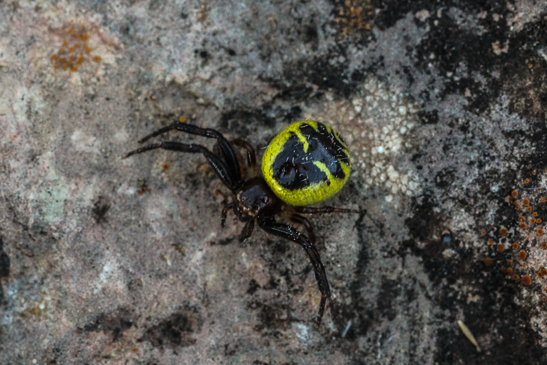 OurAnimals | Synema globosum / Napoleon spider