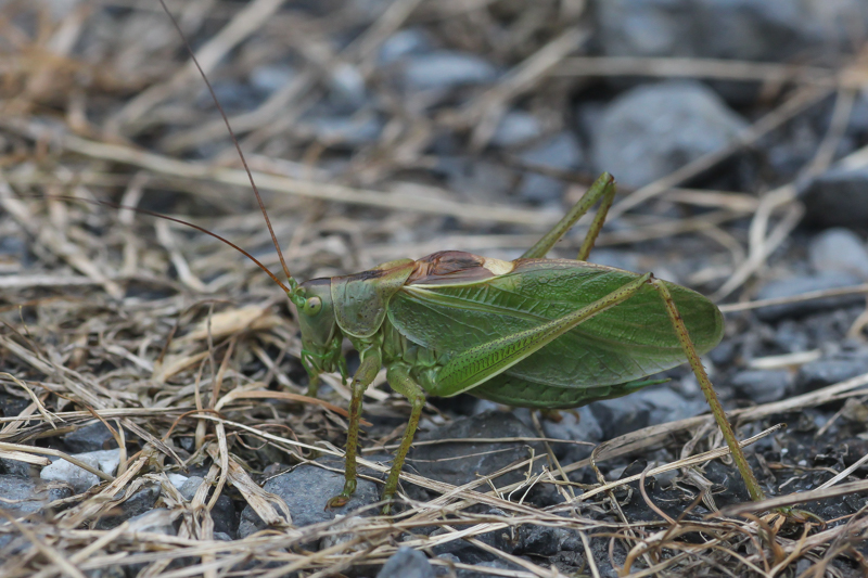 OurAnimals | Tettigonia cantans / Upland green bush-cricket