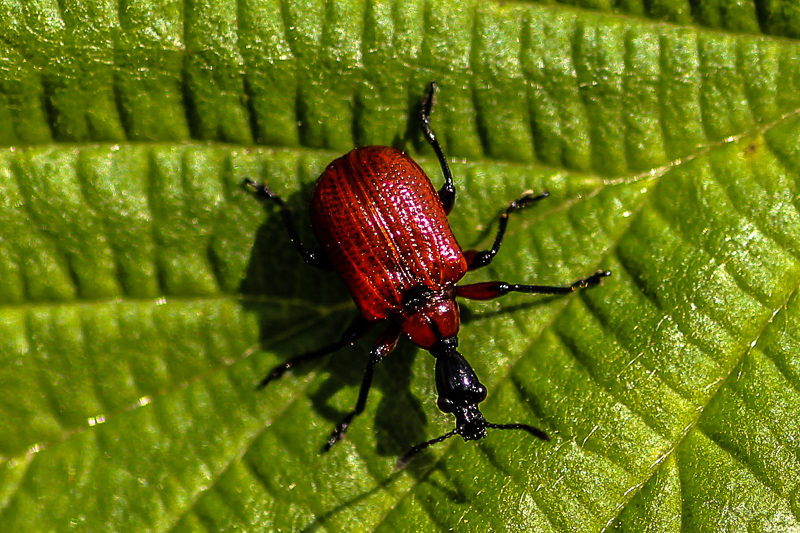OurAnimals | Apoderus coryli / Hazel leaf roller weevil