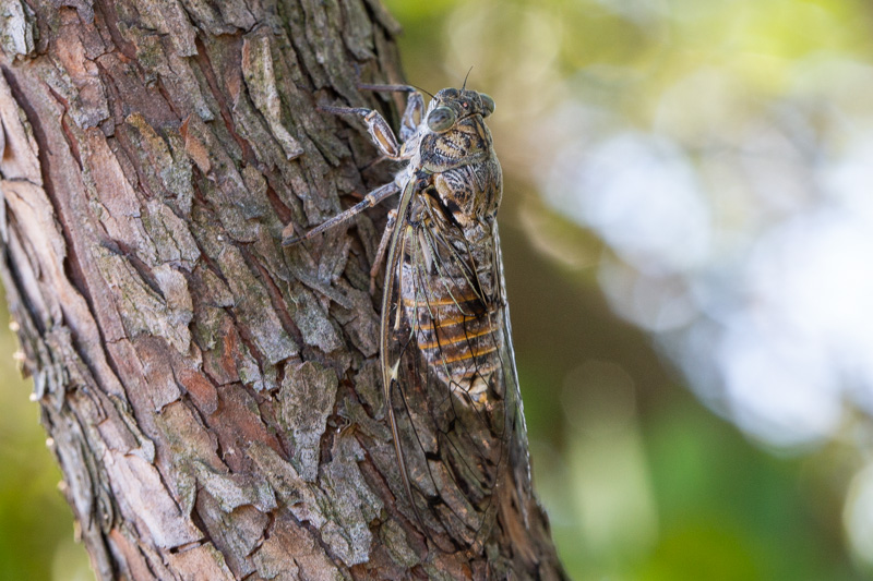 OurAnimals | Cicada orni