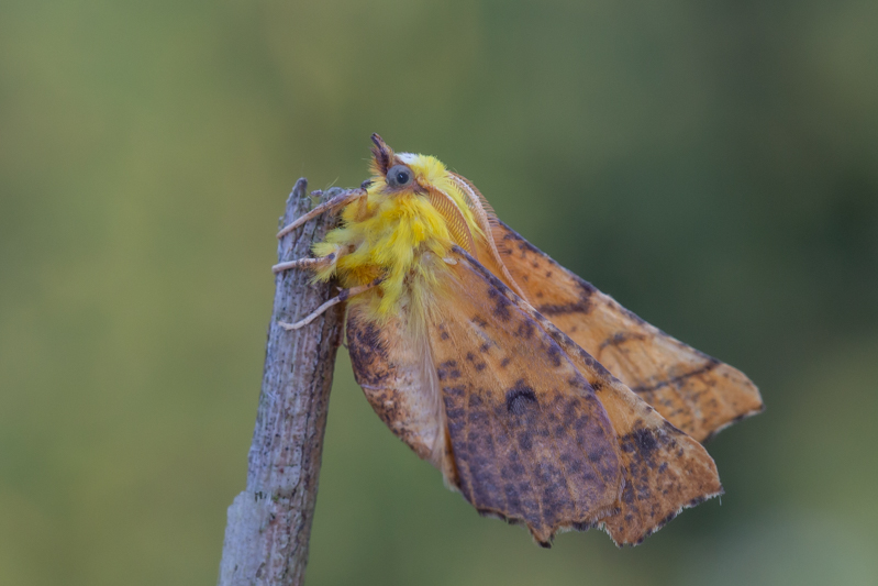 OurAnimals | Ennomos alniaria / Canary-shouldered thorn
