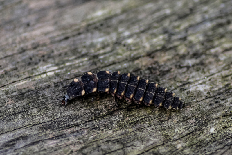 OurAnimals | Lampyris noctiluca / European glow-worm
