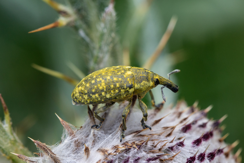 OurAnimals | Larinus sturnus
