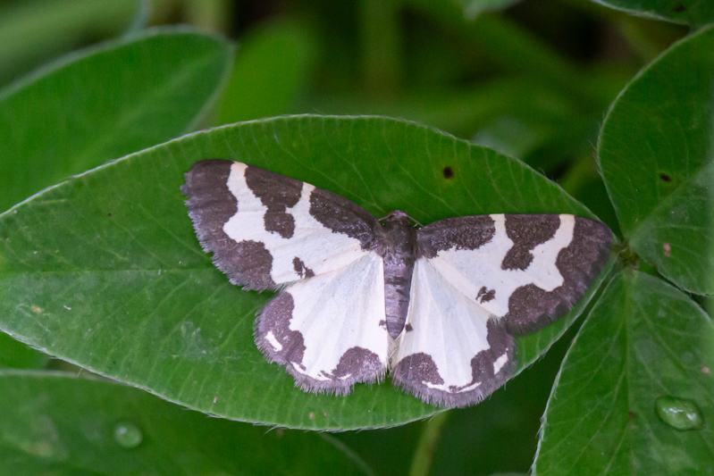 OurAnimals | Lomaspilis marginata / Clouded border