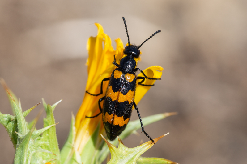 OurAnimals | Mylabris variabilis