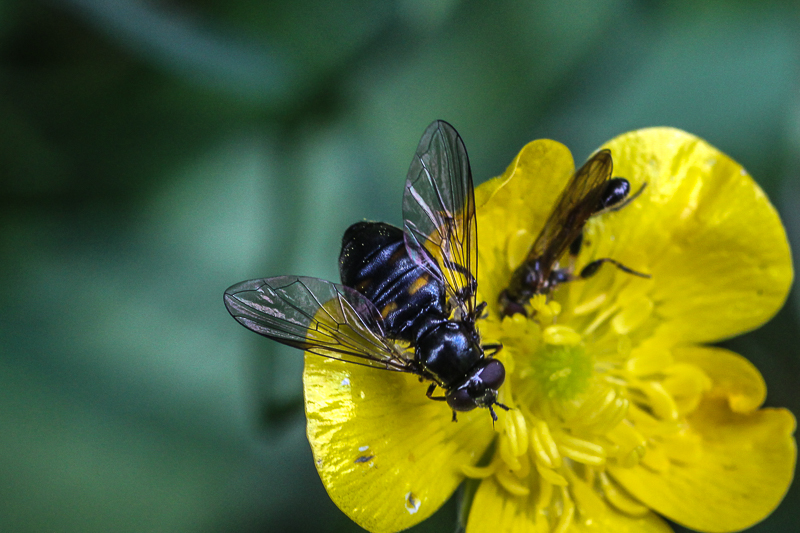 OurAnimals | Pipiza quadrimaculata / Four-spotted pipiza