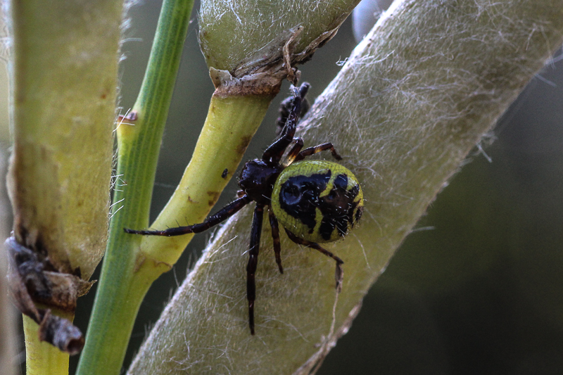 OurAnimals | Synema globosum / Napoleon spider