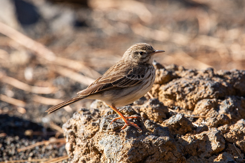 OurAnimals | Anthus berthelotii / Berthelot’s pipit