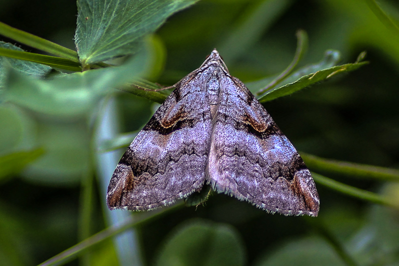 OurAnimals | Aplocera praeformata / Purple treble-bar