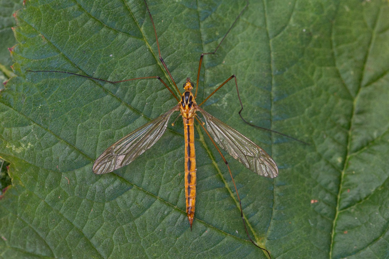 OurAnimals | Nephrotoma scurra