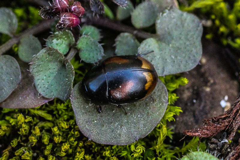 OurAnimals | Sphaeridium scarabaeoides