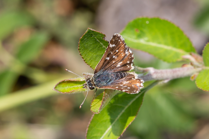 OurAnimals | Spialia sertorius / Red underwing skipper