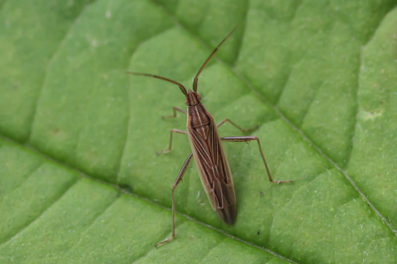 OurAnimals | Stenodema calcarata