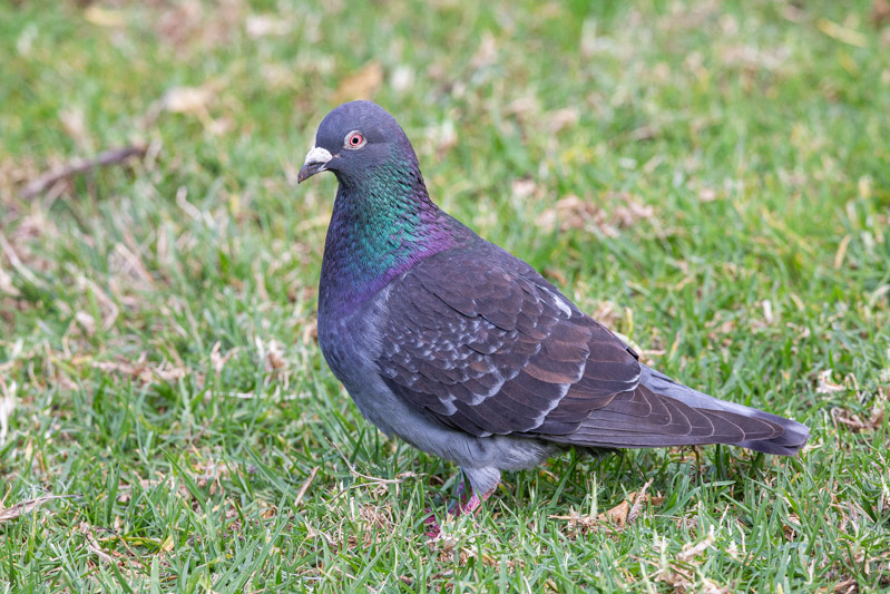 OurAnimals | Columba livia / Rock dove
