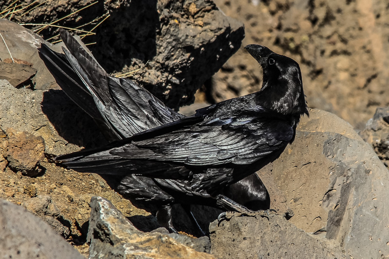 OurAnimals | Corvus corax canariensis / Northern raven ssp. canariensis