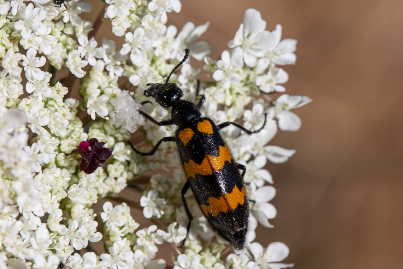 OurAnimals | Mylabris variabilis