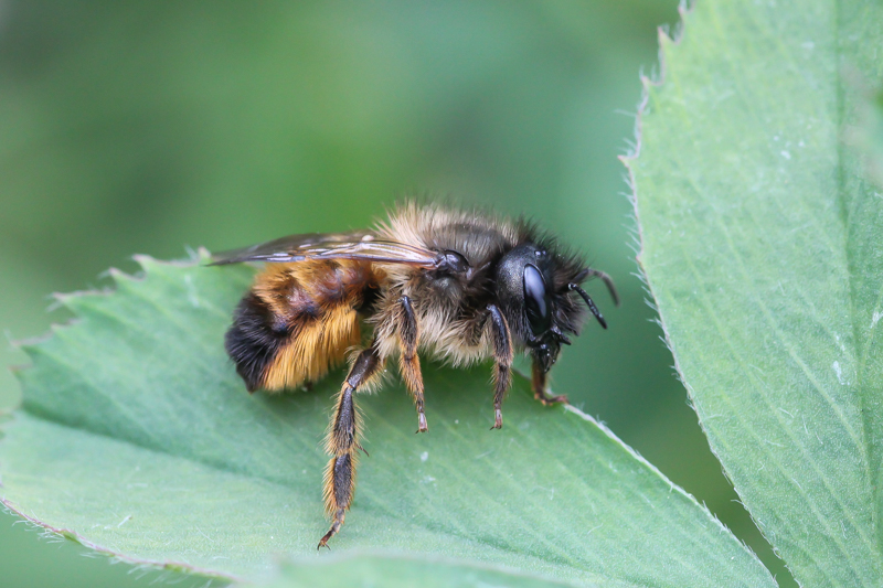 OurAnimals | Osmia bicornis / Red mason bee