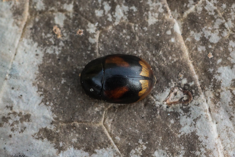 OurAnimals | Sphaeridium scarabaeoides