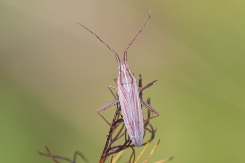 OurAnimals | Stenodema calcarata