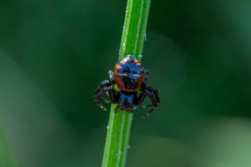 OurAnimals | Synema globosum / Napoleon spider