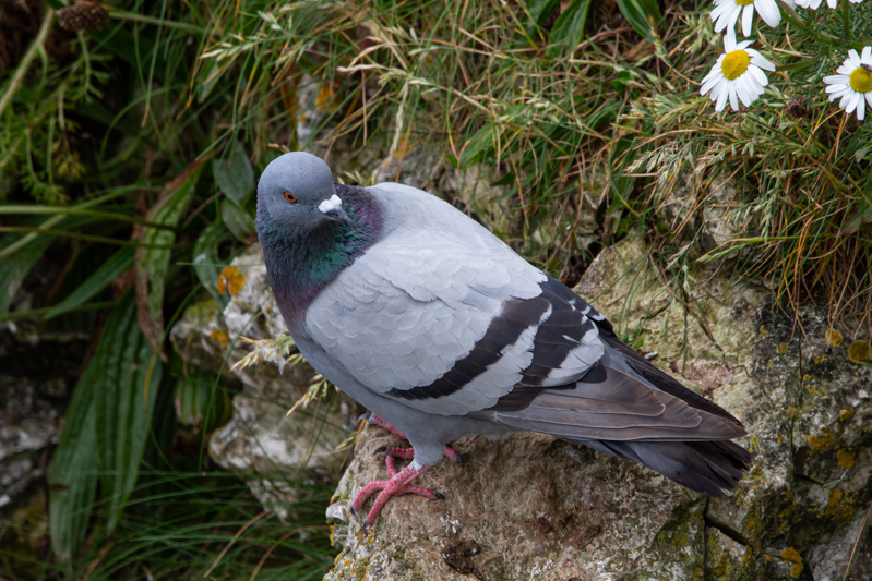 OurAnimals | Columba livia / Rock dove