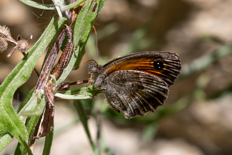 OurAnimals | Pyronia cecilia / Southern gatekeeper